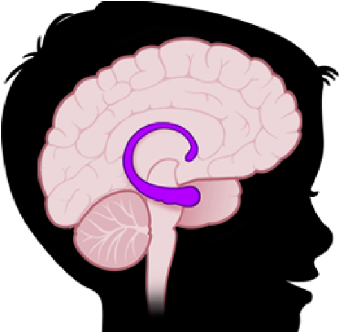 Download Brains Clipart Amygdala - Hippocampus In Brain Png Transparent ...