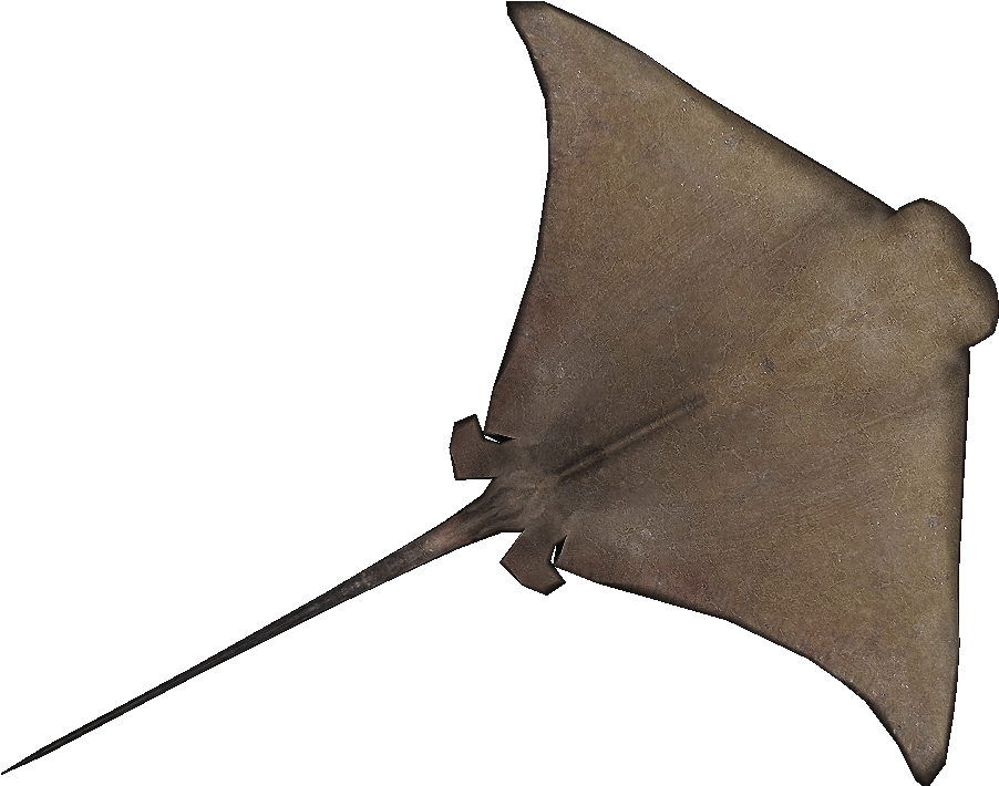 Cownose Ray Natural Design Zt2 - Cownose Ray Stingray Png Clipart ...