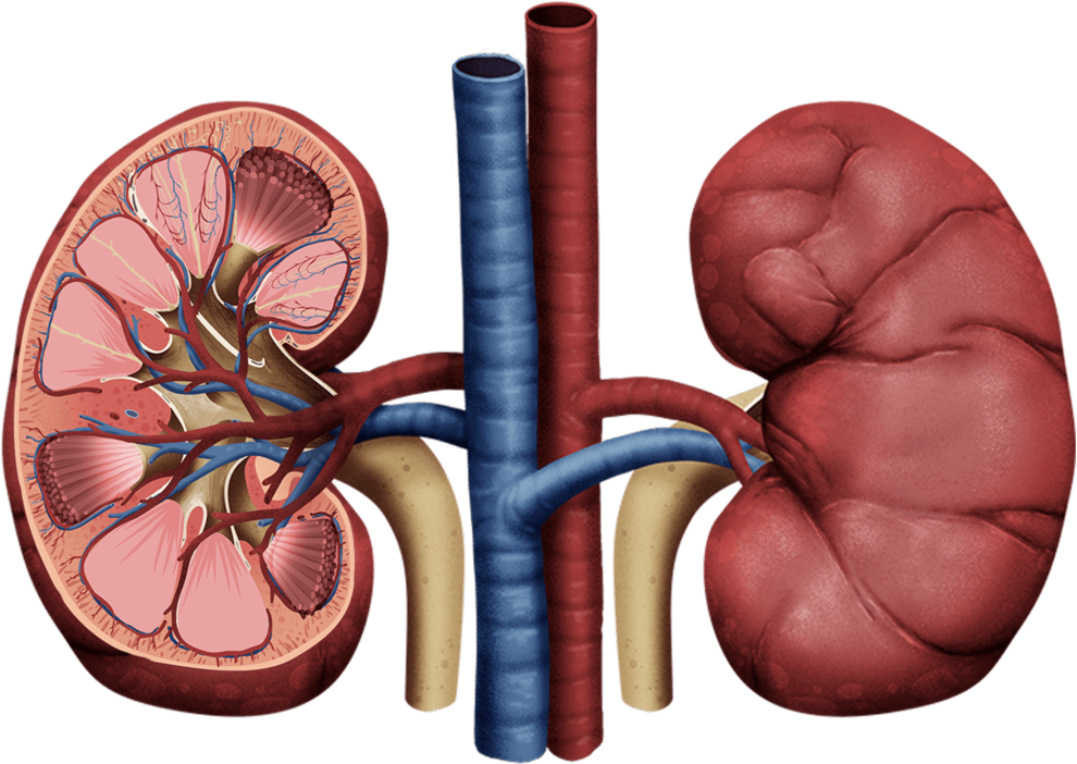 Download Kidney Health - Kidney Draw Clipart (#4193149) - PinClipart