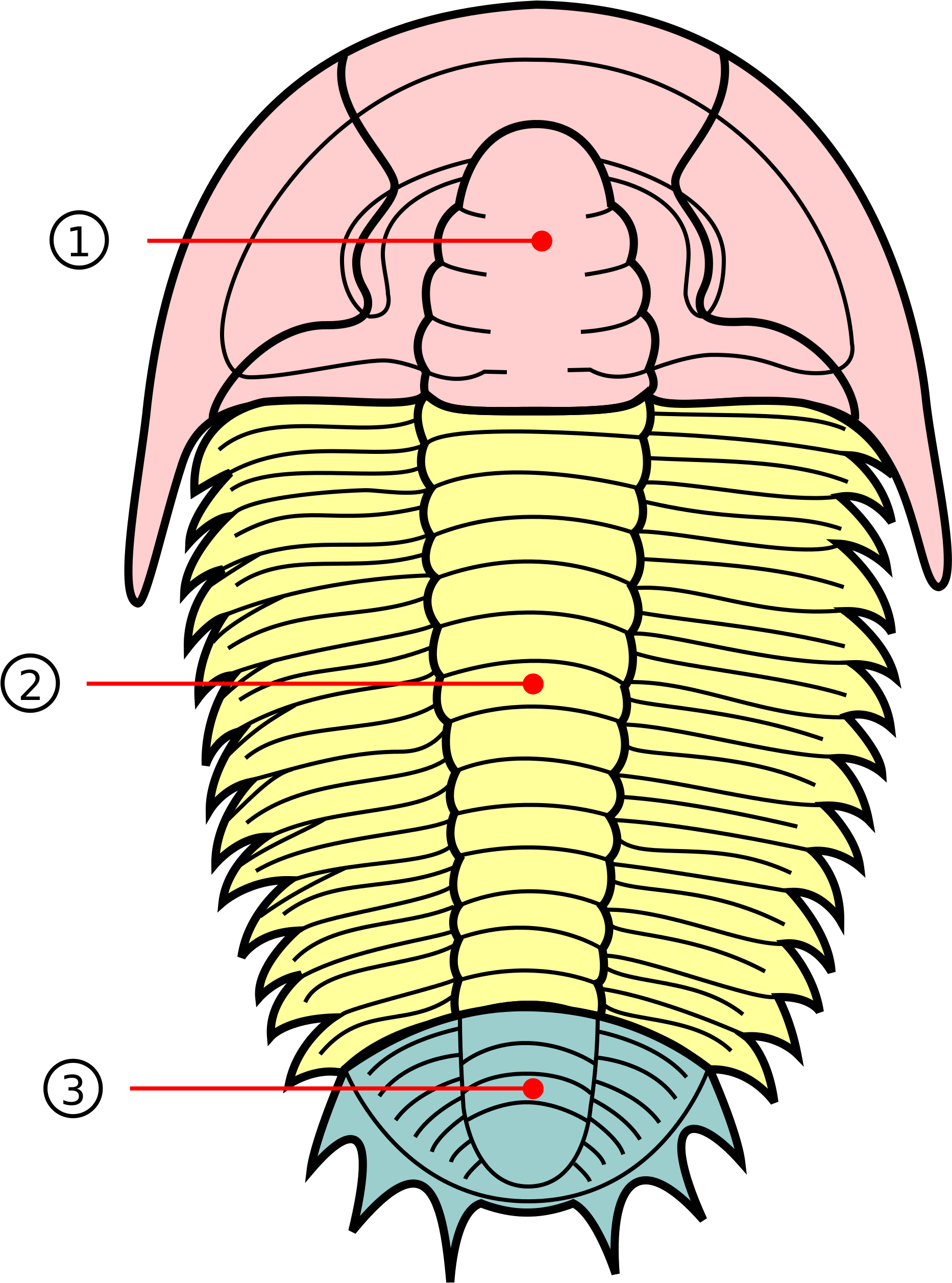 Open - Trilobite Pygidium Clipart - Full Size Clipart (#4199862 ...