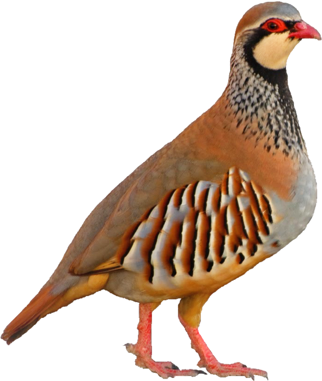 Related Wallpapers - Perdiz Roja Png Clipart - Full Size Clipart ...