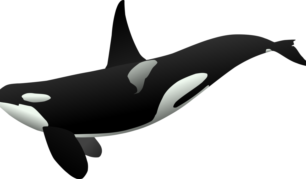 Frightening Shamu Clipart Cartoon Free Download Clip - Orca Clipart ...