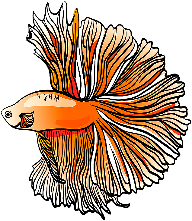 Half Moon Tail Betta Clipart - Full Size Clipart (#4232684) - PinClipart