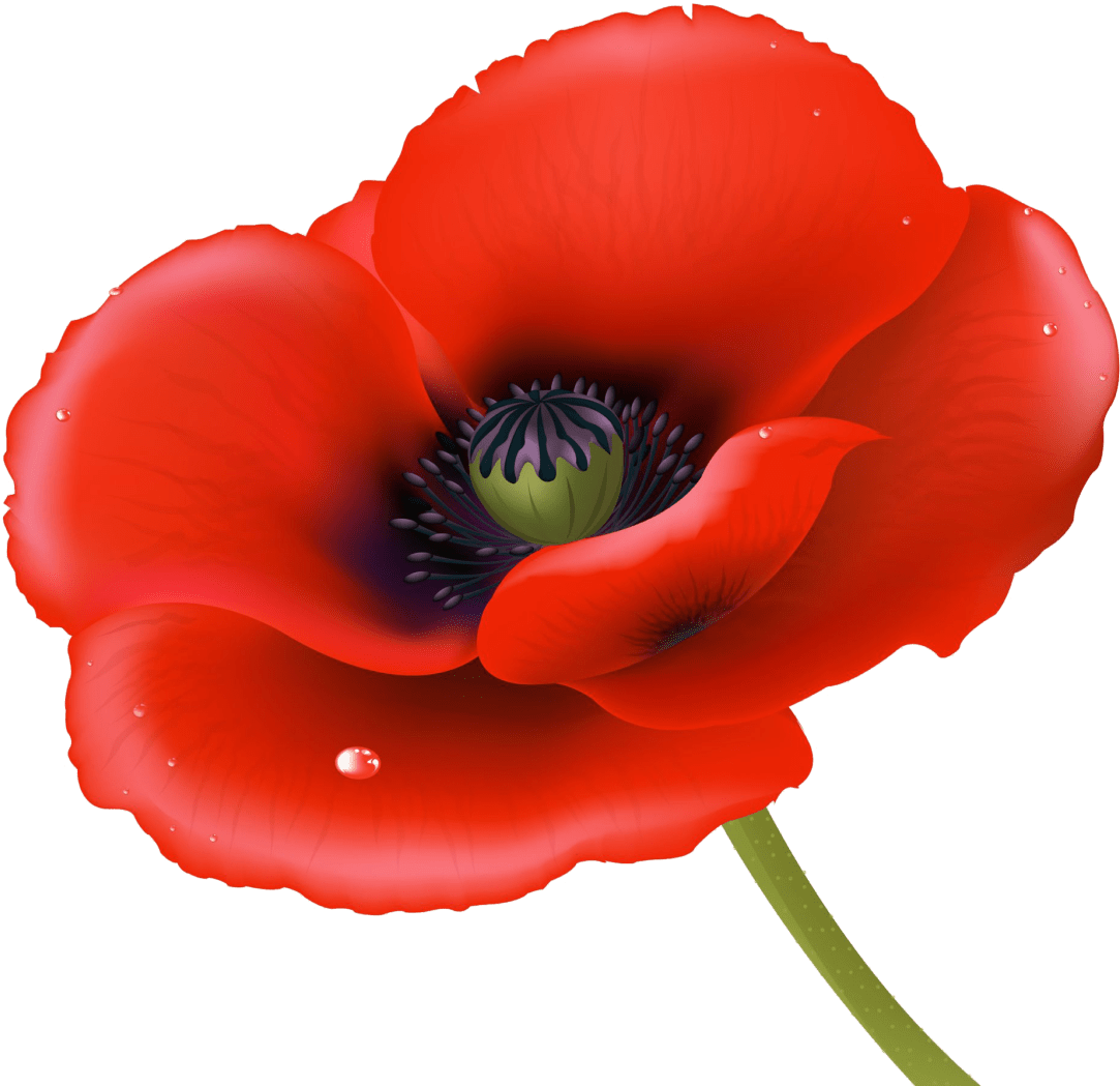 Poppies Red On Red Clipart - Full Size Clipart (#431206) - PinClipart