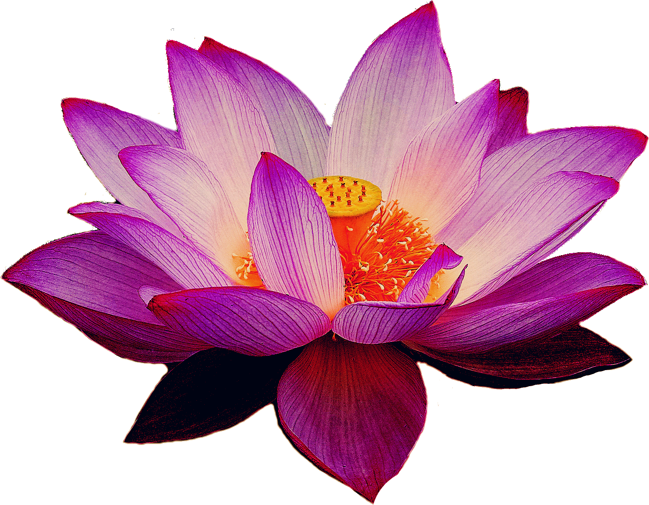 Lotus Transparent Background - Transparent Background Lotus Symbol ...