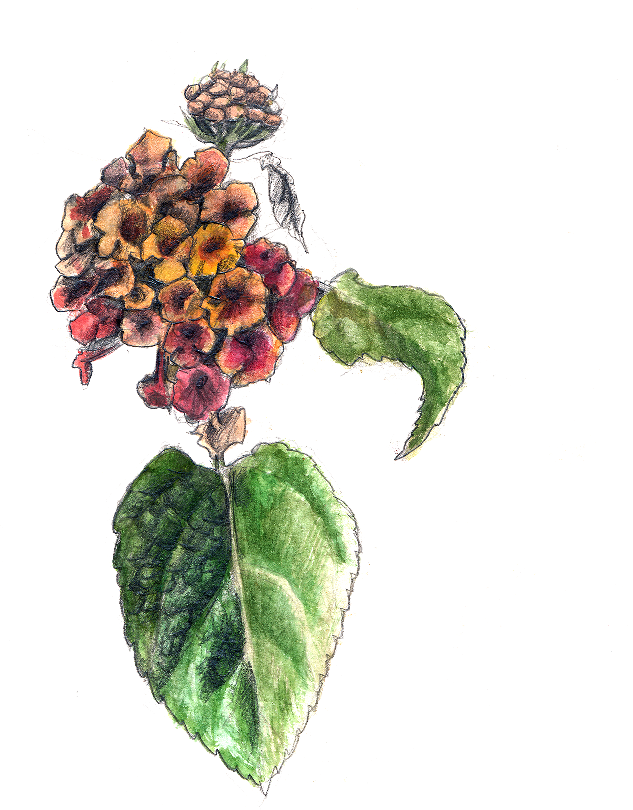 Flower Sketches On - Lantana Camara Illustration Clipart - Full Size ...