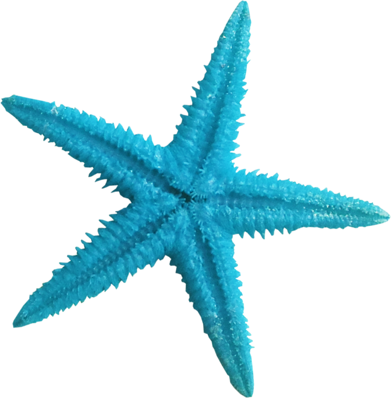 Starfish Clipart Aqua - Blue Sea Star Png Transparent Png - Full Size ...