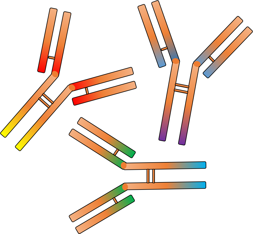 Rabbit Polyclonal Antibody Service - Antibodies Clip Art - Png Download ...