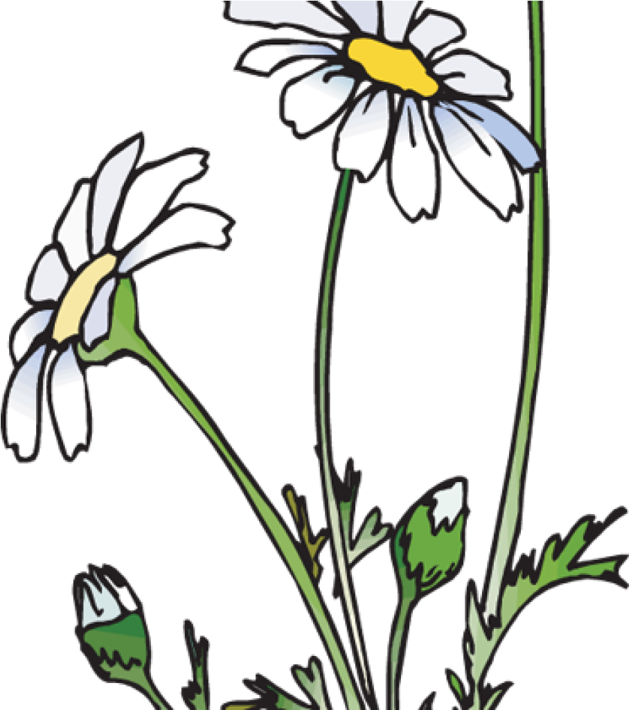 Daisies Clipart 19 Daisies Clipart Huge Freebie Download - Ecstasy ...