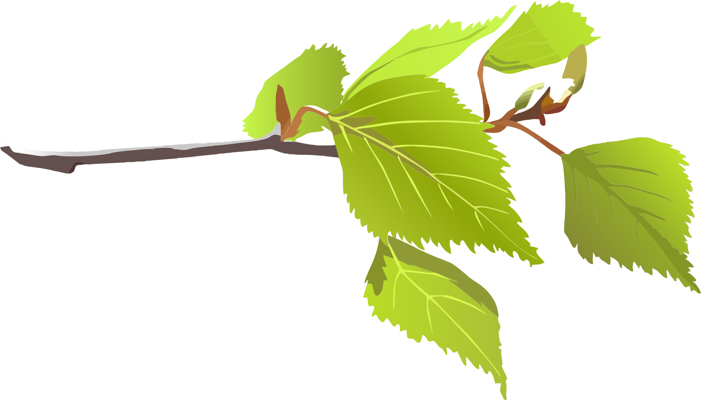 Tree With Branches Leaves On A Branch Clipart Full Size Clipart 