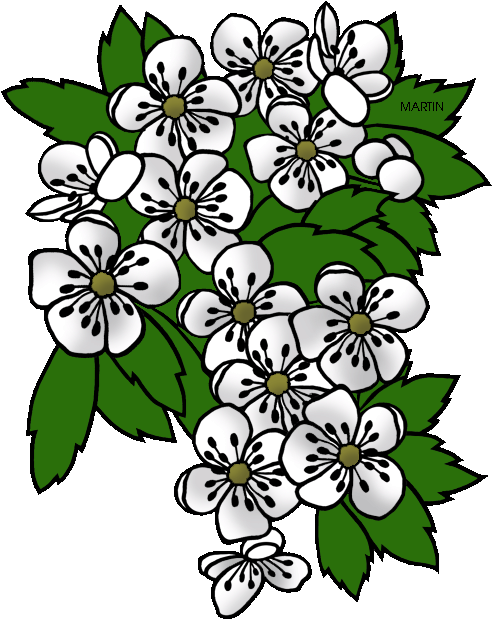 Missouri State Flower - Missouri State Flower Png Clipart - Full Size ...