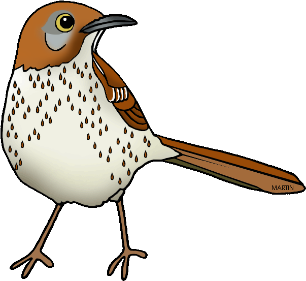 Images Of Georgia State Bird United States Clip Art - Georgia State ...