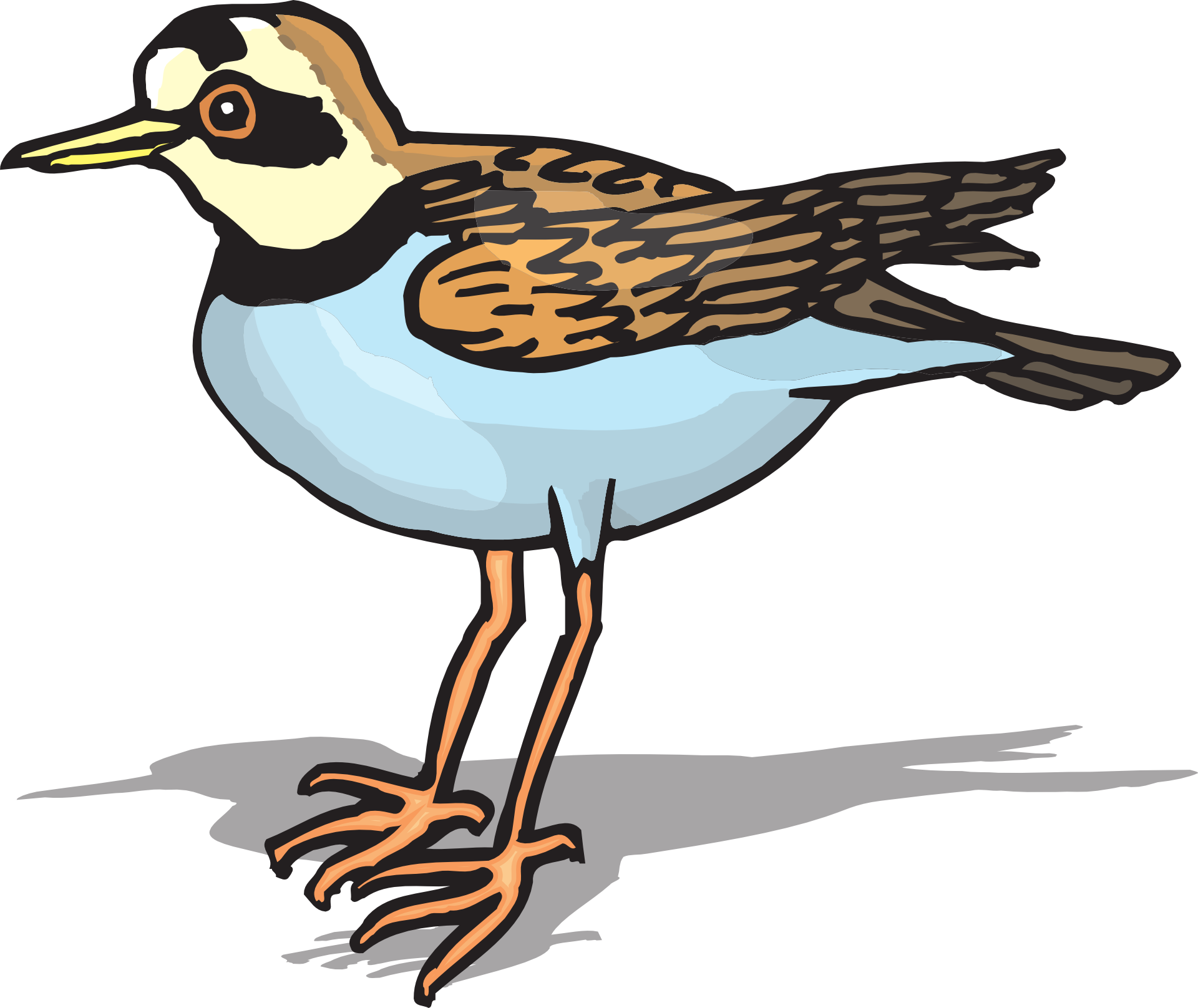 Plover Bird Cartoon Png Clipart - Full Size Clipart (#506775) - PinClipart