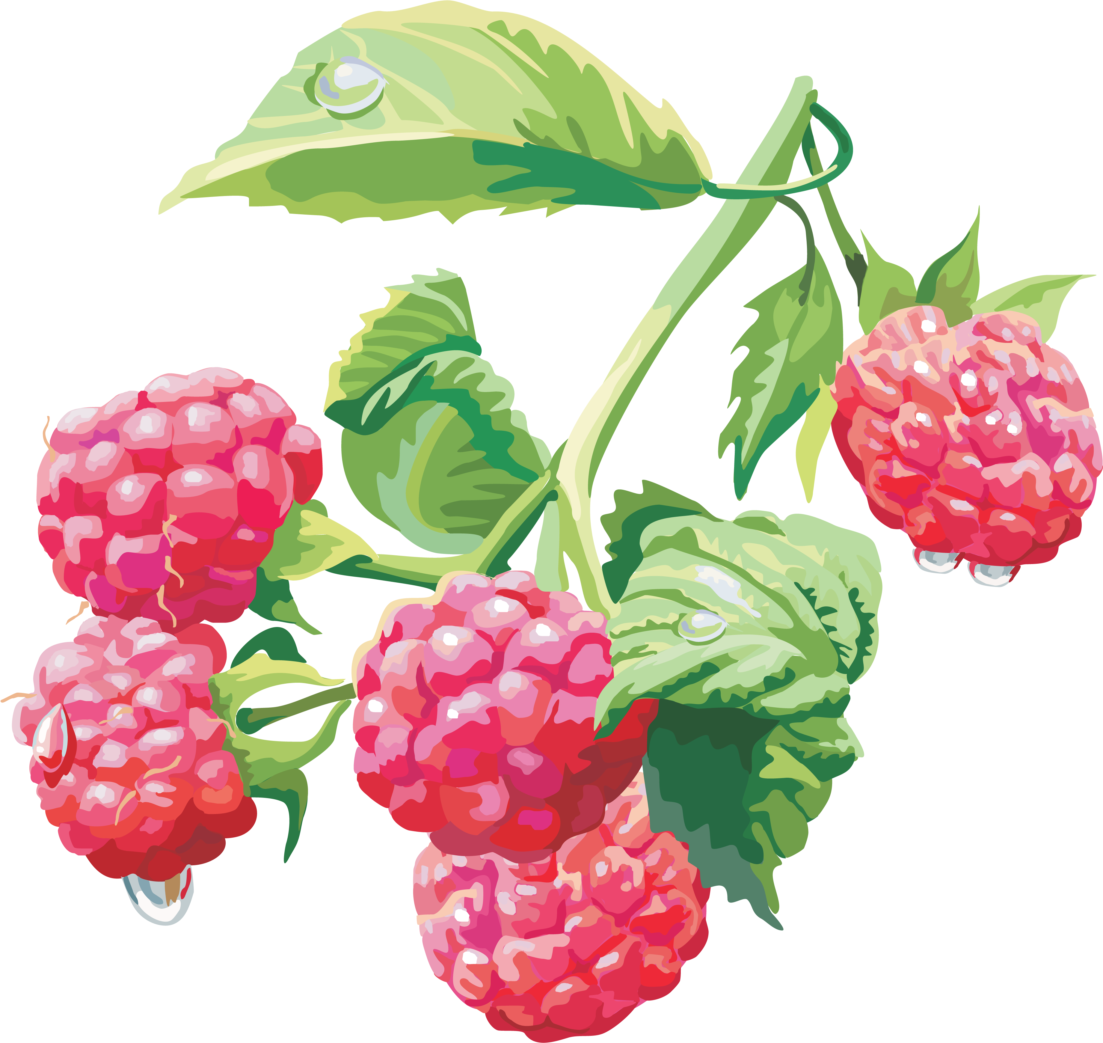 Raspberry Vine Png - Raspberry Bush Transparent Background Clipart ...