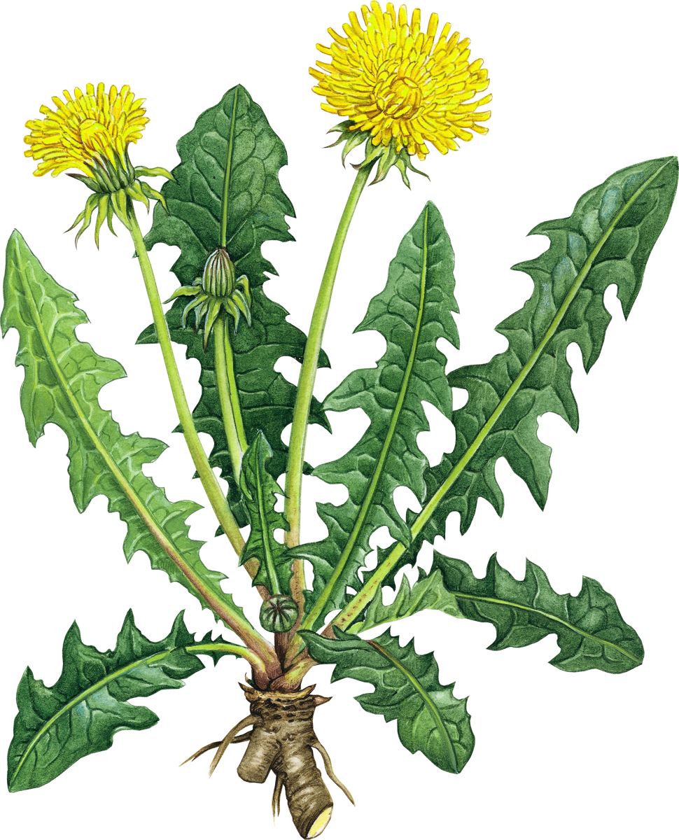 Transparent Dandelion Clipart Black And White - Dandelion Root Benefits ...