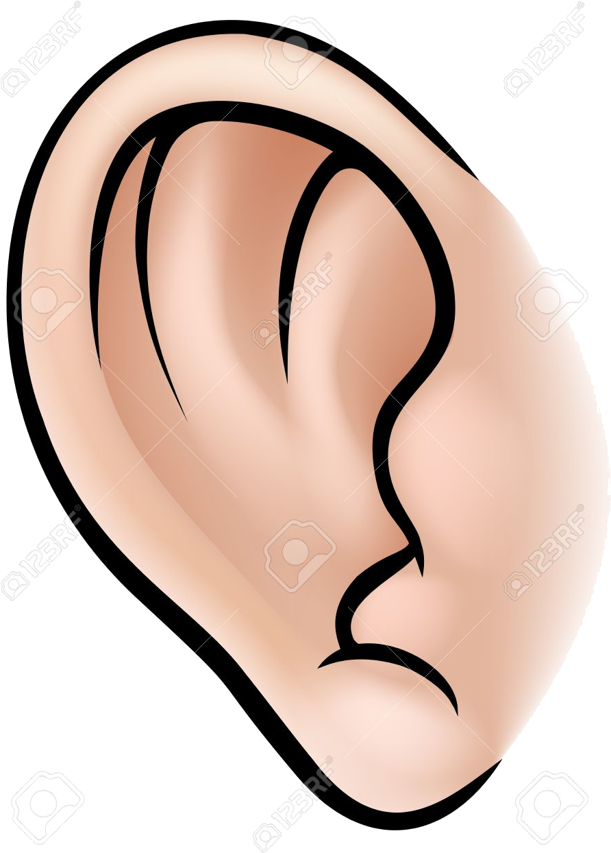 Download Art Clip Part - Parts Of Body Ear - Png Download (#5218036 ...