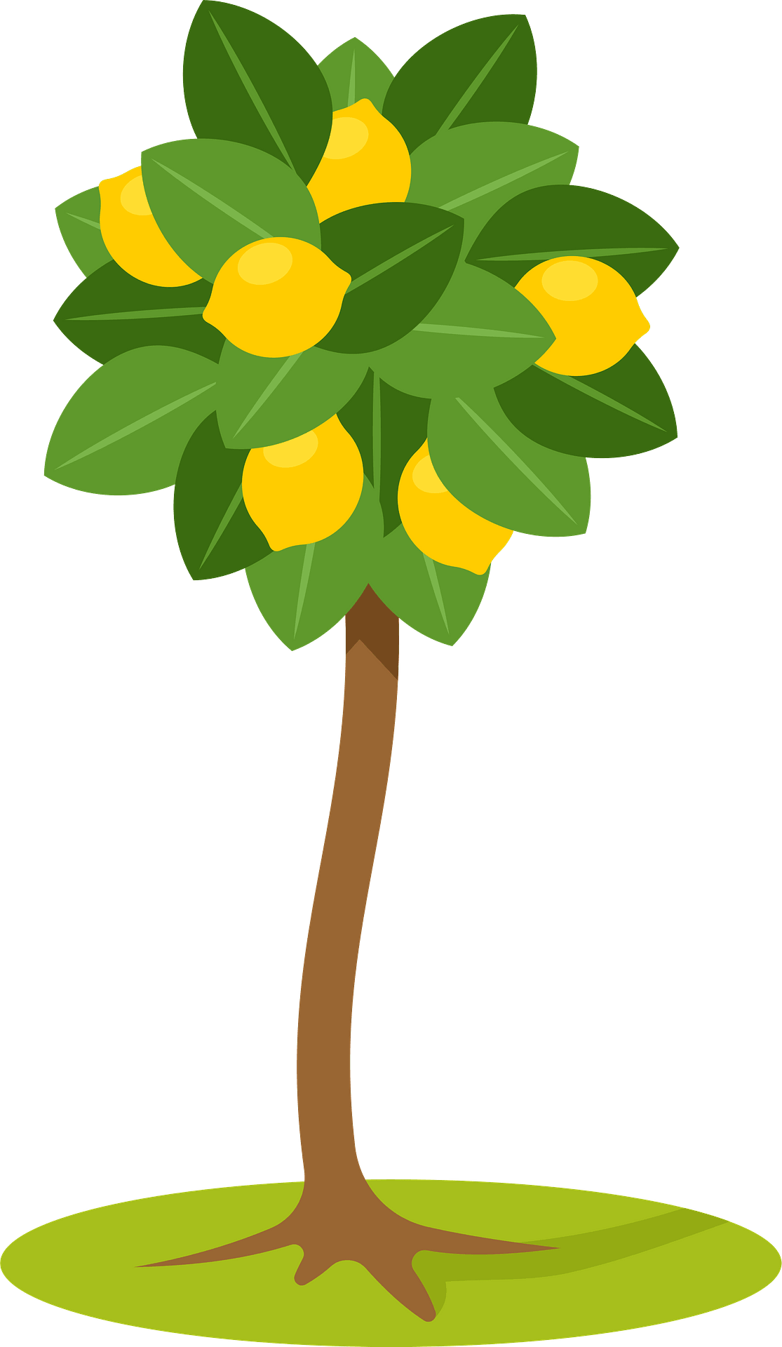 Lemon Tree Vector Pdv Clipart - Lemon Tree Clipart Png Transparent Png - Full Size Clipart ...