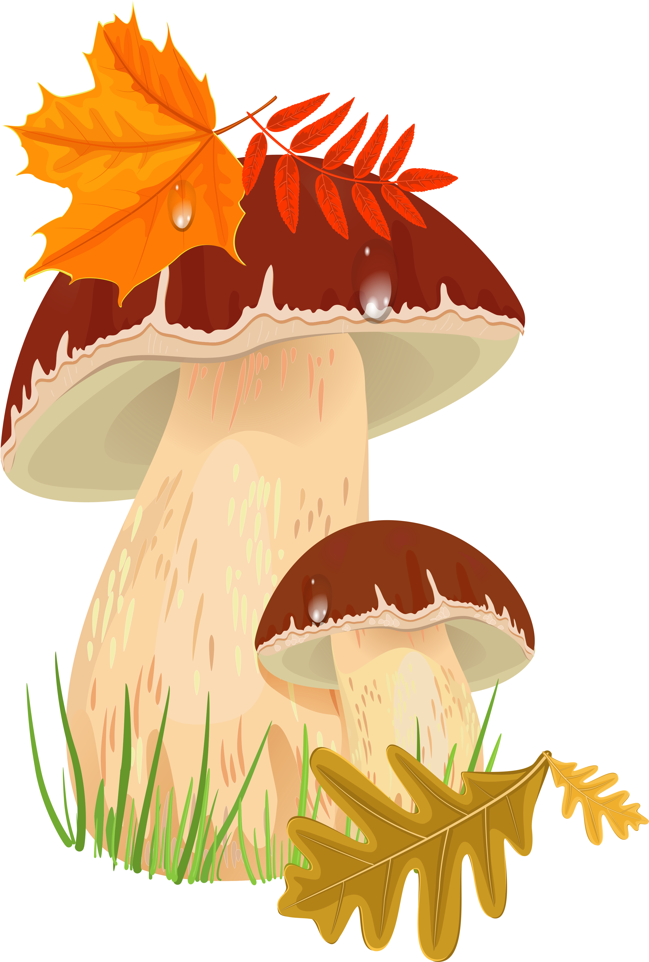 Transparent Toadstool Png - Fall Mushroom Clipart - Full Size Clipart ...