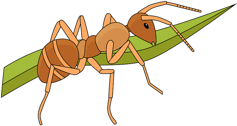 Download Ant Clipart - Clipart Fourmi - Png Download (#5243528 ...