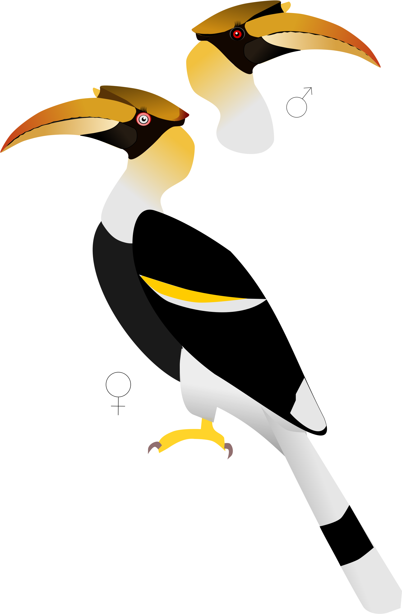 Hornbill Clipart Transparent - Great Hornbill Male And Female - Png ...