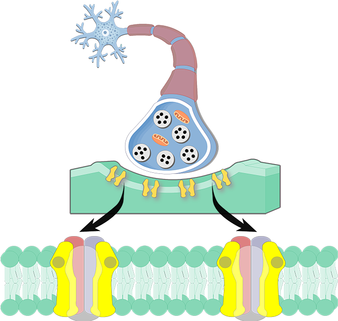 An Image Showing The Acetylcholine Receptor Consists - Acetylcholine ...