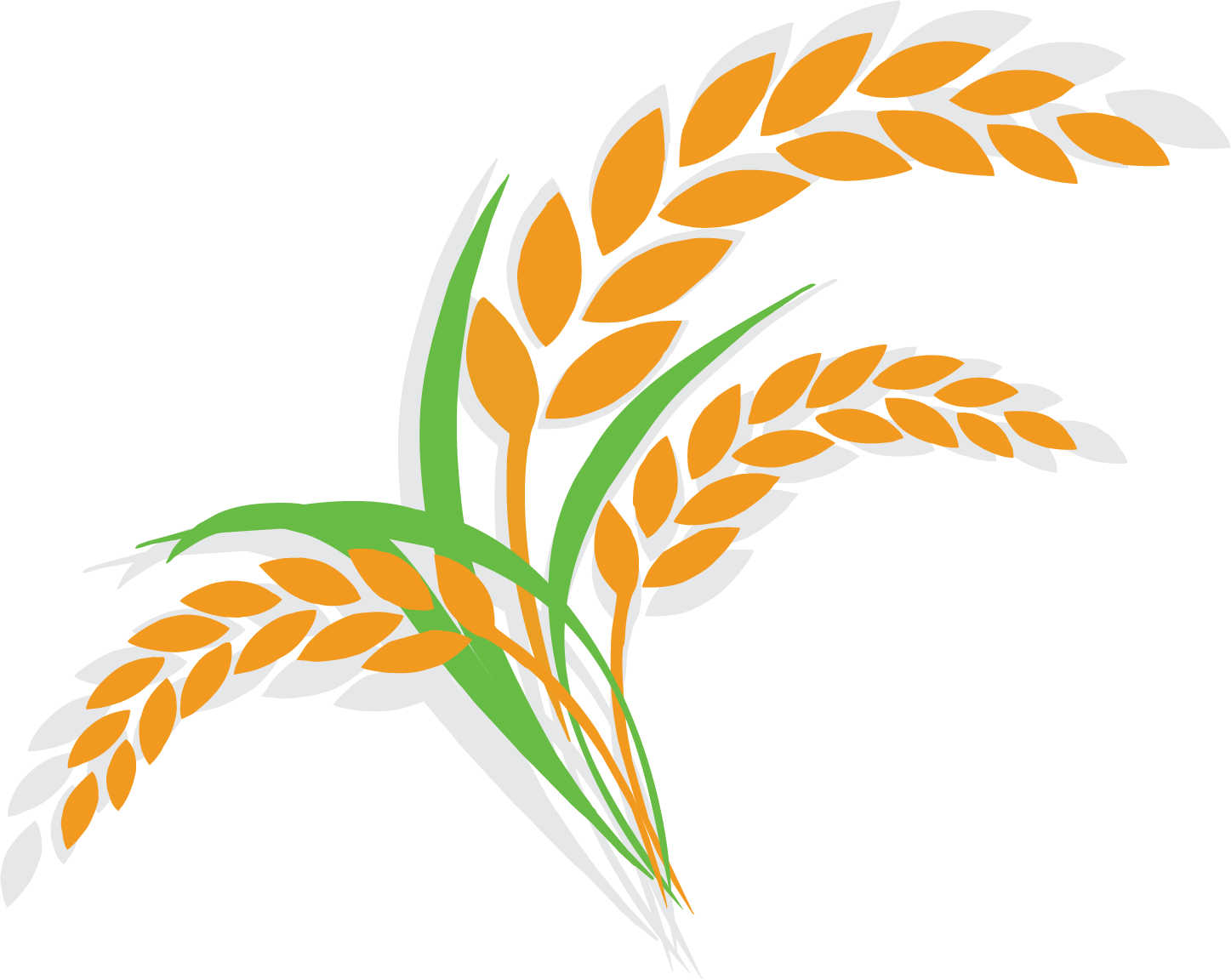 Download Rice Clipart Cereal Plant - Rice Plant Clipart Png Transparent ...