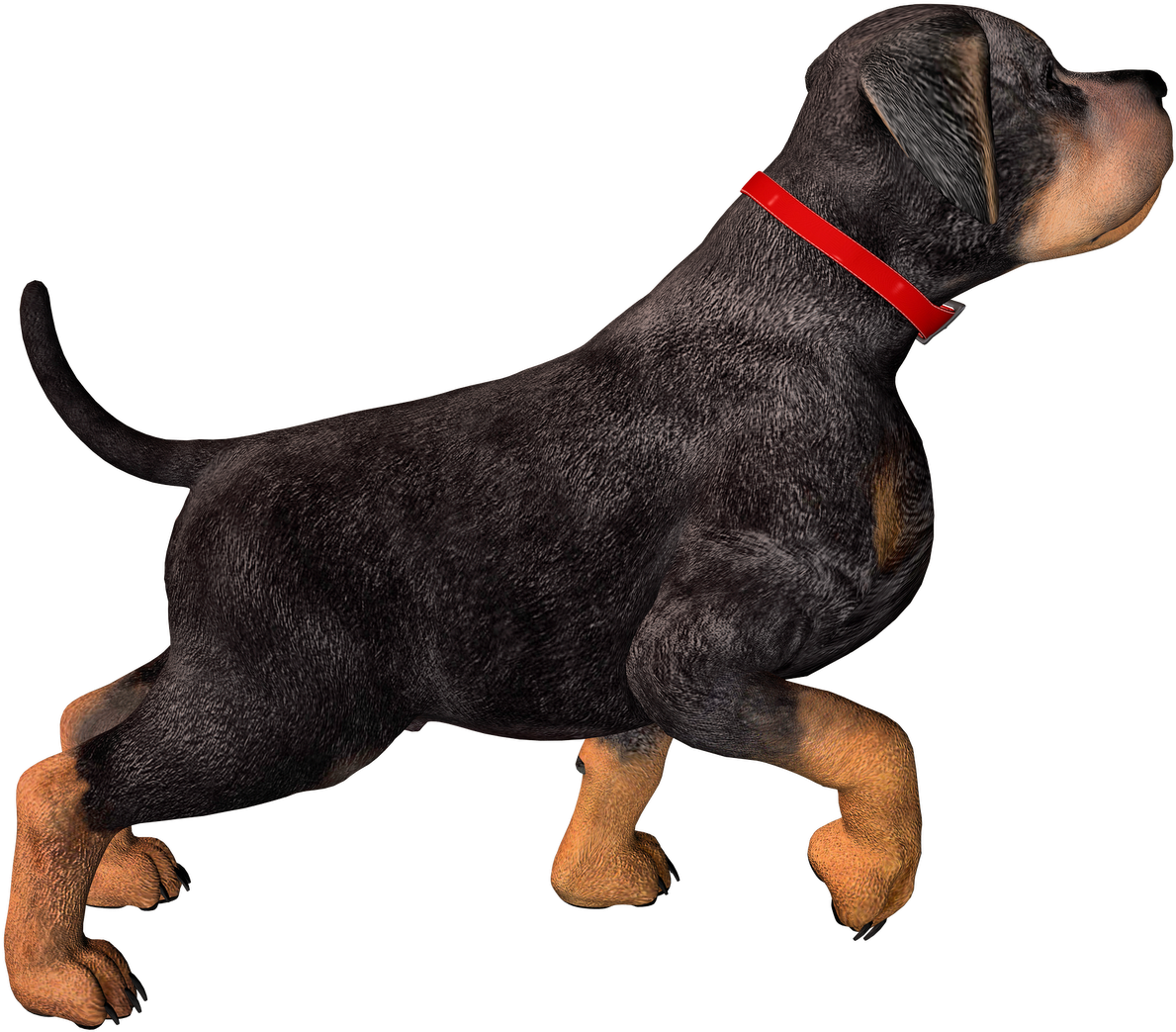 Hunting Dog Png Hd Transparent Hunting Dog Hd Images - Dog With Collar ...