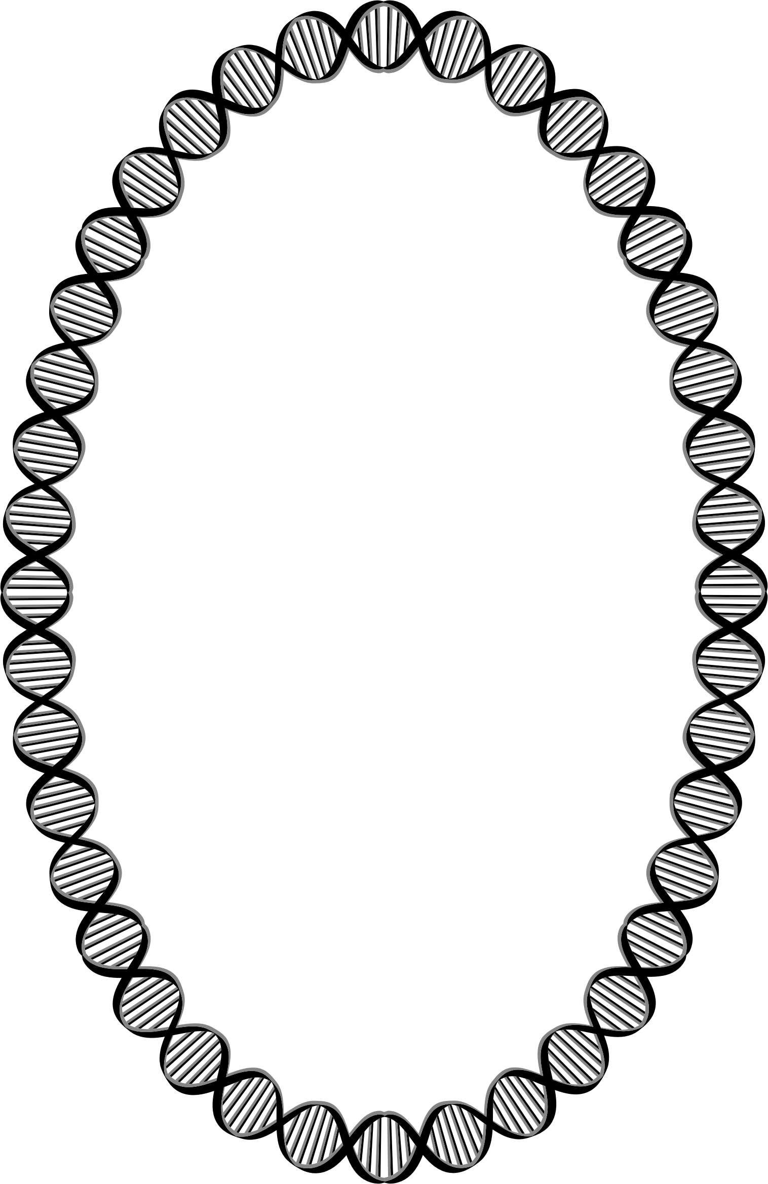 Transparent Dna Border Design - Dna Oval Clipart - Full Size Clipart ...