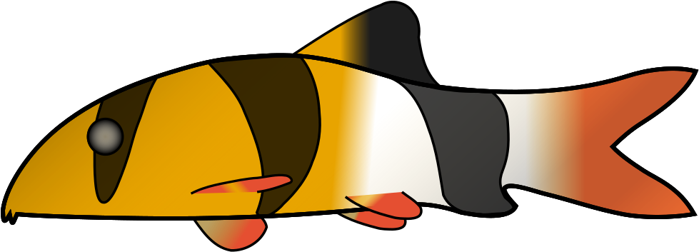 Clown Loach Png Images - Clown Loach Drawing Clipart - Full Size ...