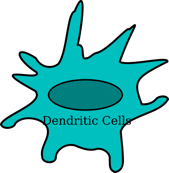 Dendritic Cells Png Clipart - Full Size Clipart (#5315664) - PinClipart