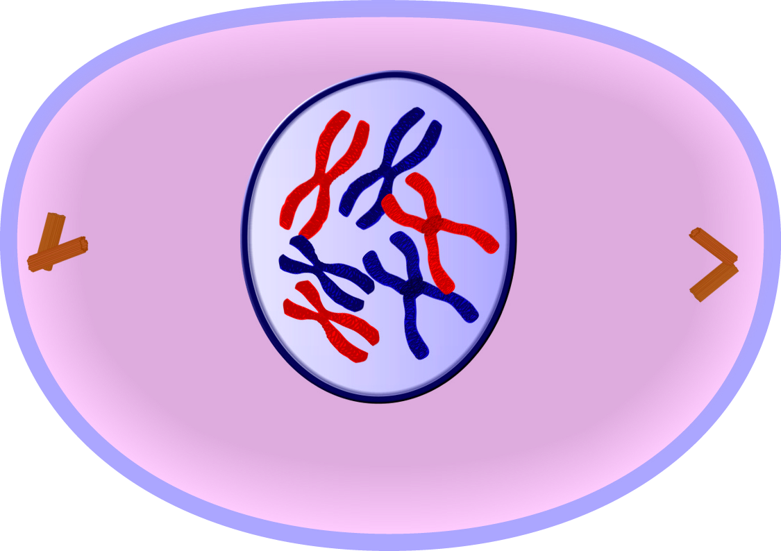 Edupic Cell Drawings - Cell In Prophase Clipart - Full Size Clipart (#5315713) - PinClipart