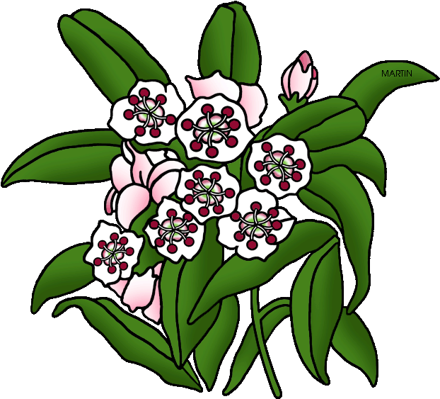 Download State Flower Of Connecticut Clipart (#5332896) - PinClipart