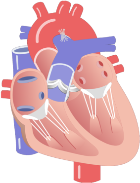 Download Interior View Of The Heart Valves - Valves Of The Heart ...
