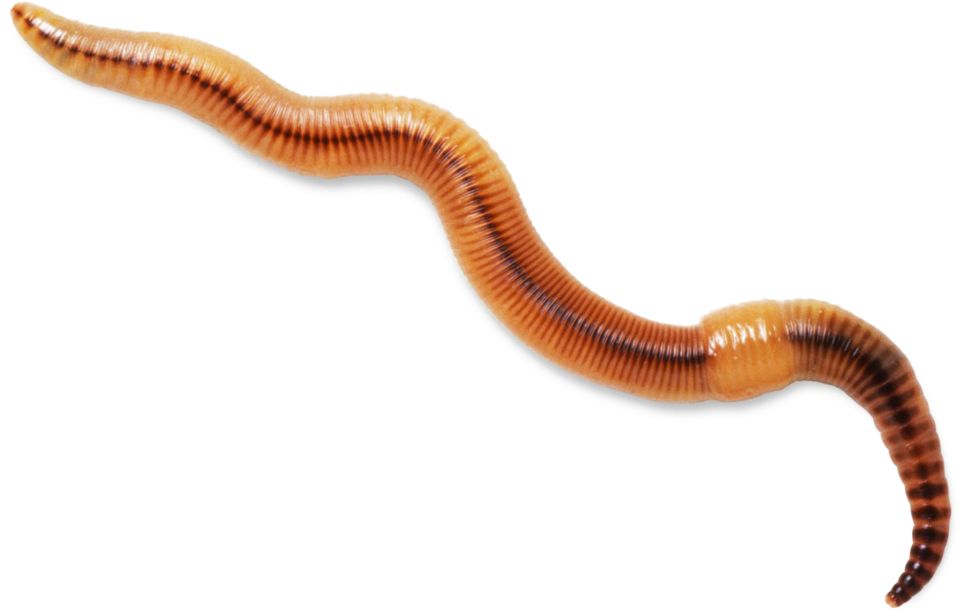 Worm Clipart Realistic - Worm Transparent Background - Png Download ...