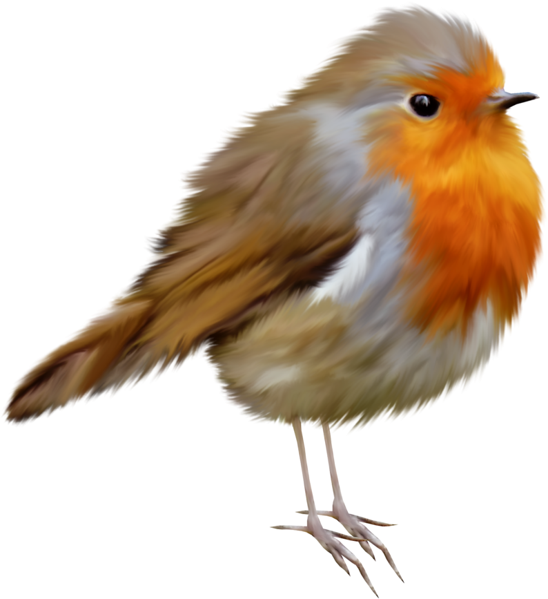 Robin Bird Clipart - Png Download - Full Size Clipart (#5351697 ...