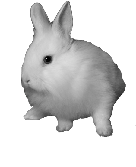 Download Domestic Rabbit Snowshoe Hare Clip Art - Rabbit Png ...