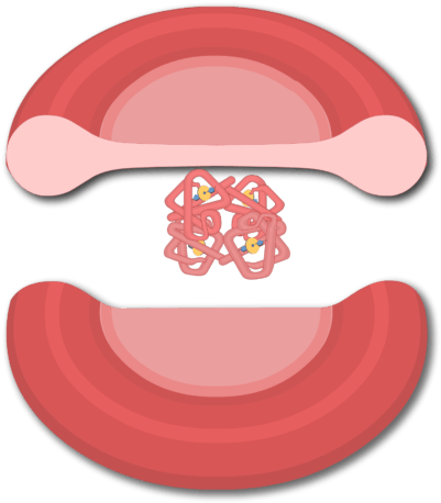 Download Red Blod Cells Hemoglobine Clipart (#5358886) - PinClipart