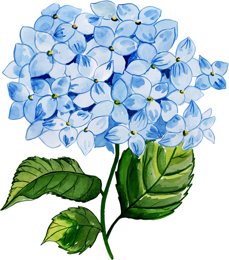 Download Hydrangea Serrata Clipart (#5366404) - PinClipart