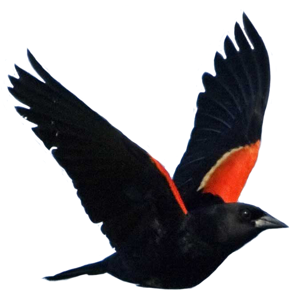 Transparent Blackbird Clipart - Clipart Red Winged Blackbird - Png ...
