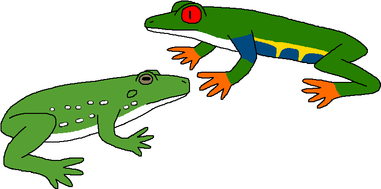 Drawing Frogs Rainforest Frog Transparent Png Clipart - Red-eyed Tree ...