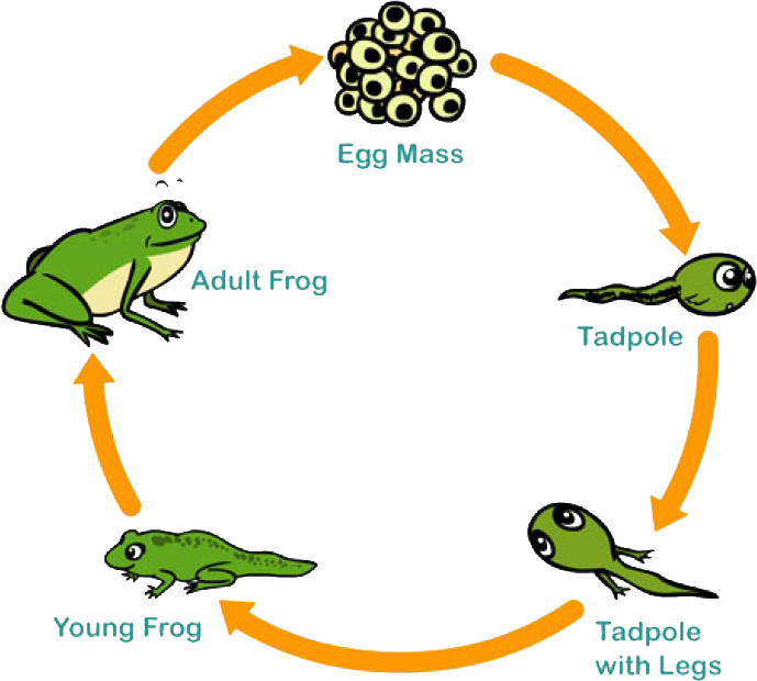 Download Life Cycle Of A Frog Clipart (#5382795) - PinClipart