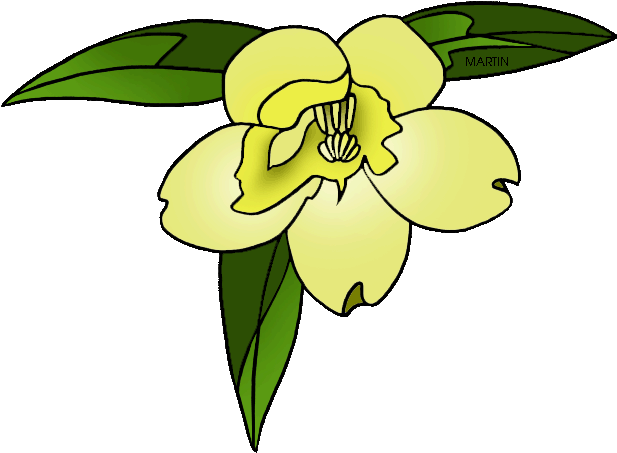 Download South Carolina State Flower - Yellow Jessamine Clip Art - Png ...
