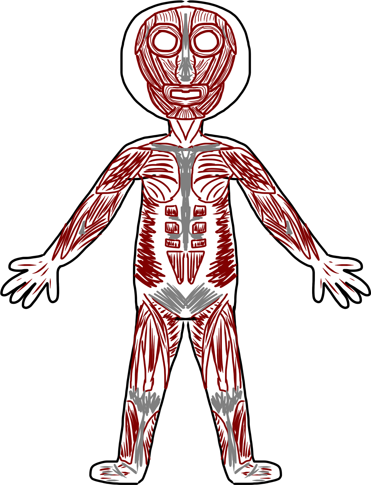 Human Body Diagram Clipart Muscular System Clipart Png Download Human Body Diagram Clipart Muscular System Clipart Png Download