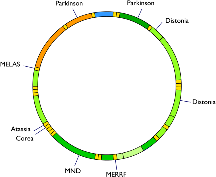 Download Serial Endosymbiosis Theory - Estructura Del Adn Mitocondrial ...