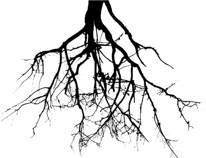 Download Roots Clipart Tree Png - Roots Png Transparent Png (#542889 ...