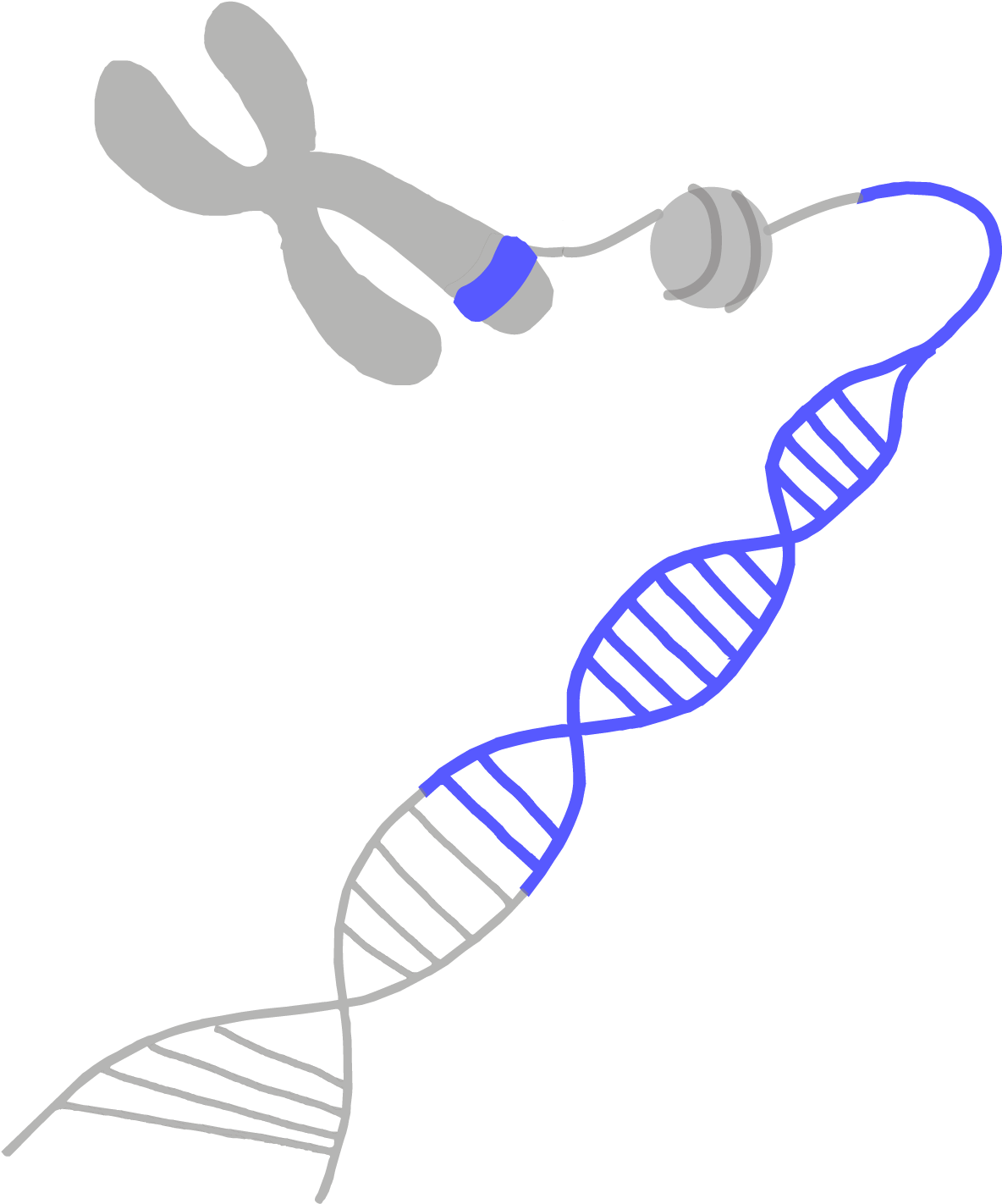 Genes Clipart - Png Download - Full Size Clipart (#5405108) - PinClipart