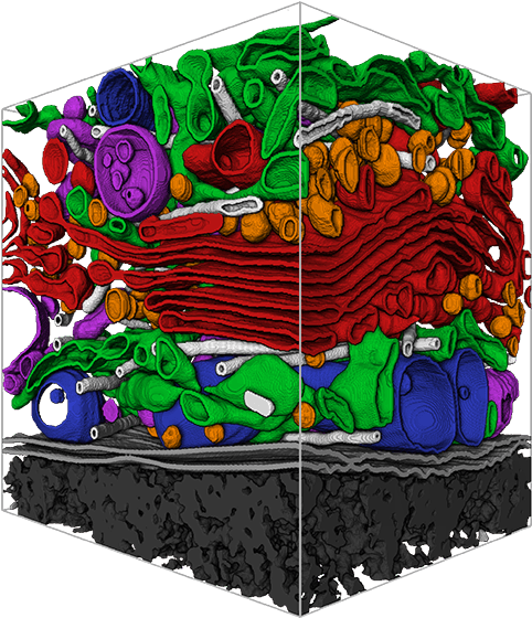 Download Volume Rendered Manual Segmentations Of A Cubic Micron ...