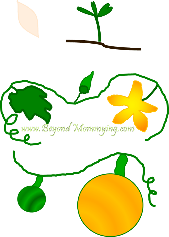 Flower Life Cycle Clipart Png Black And White Life - Life Cycle Of A ...
