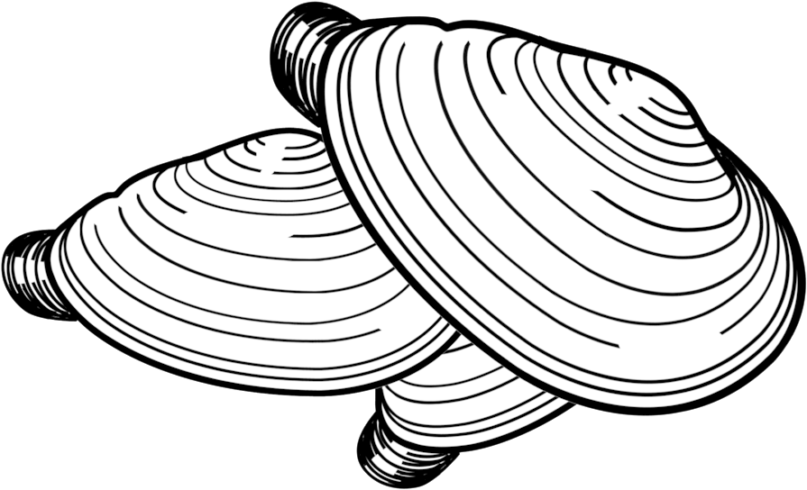 Download Collection Of Free Clam Drawing Bivalve Download On - Razor ...