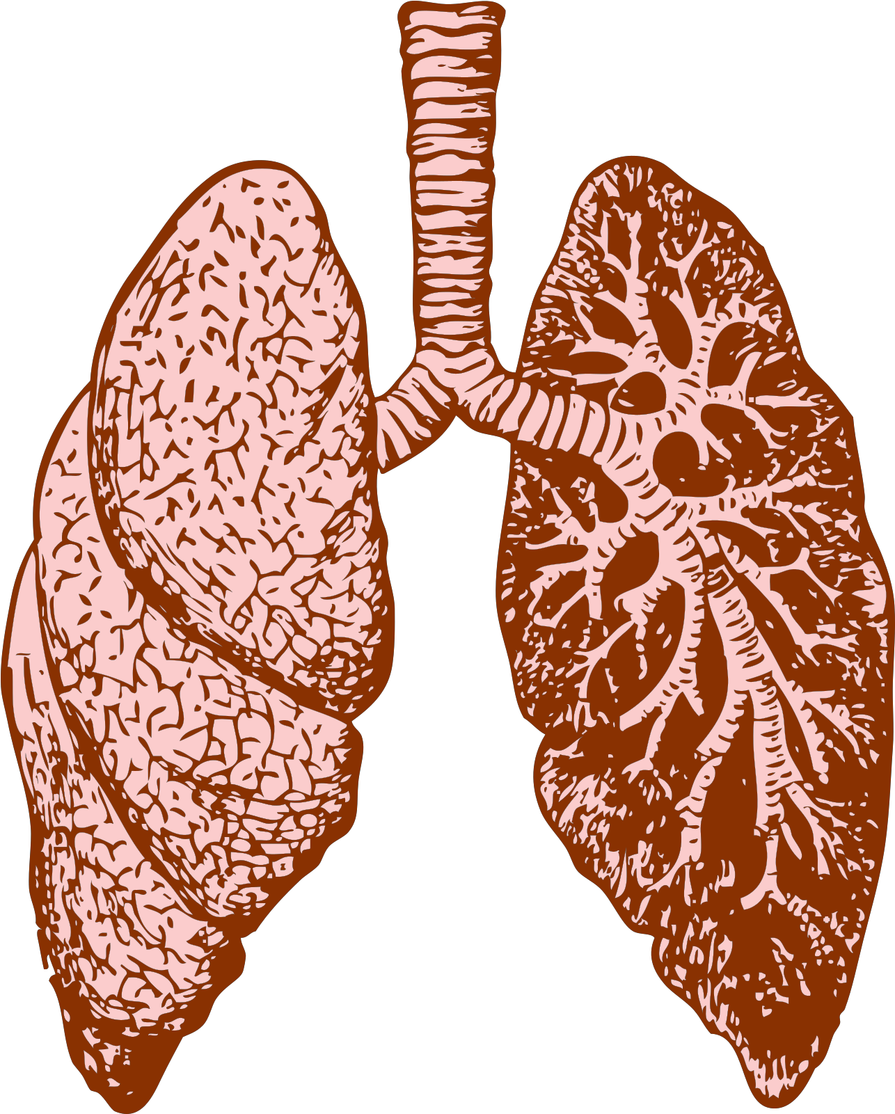 Lungs Png Clipart - Full Size Clipart (#5436115) - PinClipart